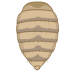 Free Drosophila abdomen (dorsal, female) Icons, Symbols & Images ...