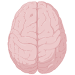 Free Brain (superior view) Icons, Symbols & Images | BioRender