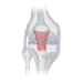 Free Knee joint (with anterior tendons, patellar tendon) Icons, Symbols ...