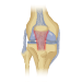 Free Knee joint (with anterior tendons, patellar tendon) Icons, Symbols ...