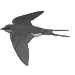 Free Barn Swallow Icons, Symbols & Images | BioRender