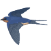 Free Barn Swallow Icons, Symbols & Images | BioRender