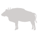 Free Indian bison (Bos gaurus) Icons, Symbols & Images | BioRender