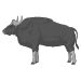 Free Indian bison (Bos gaurus) Icons, Symbols & Images | BioRender