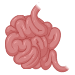 Free Pig (intestine, small, anterior) Icons, Symbols & Images | BioRender