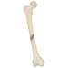 Free Femur (anterior, fracture) Icons, Symbols & Images | BioRender