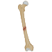 Free Femur (anterior, fracture) Icons, Symbols & Images | BioRender