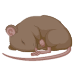 Free Mouse (sleeping) Icons, Symbols & Images | BioRender