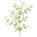 Free Pea plant Icons, Symbols & Images | BioRender