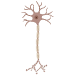 Free Multipolar neuron (motor, degenerating, myelinated distal only ...