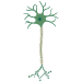 Free Multipolar neuron (motor, degenerating, myelinated distal only ...