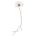 Free Neuron (neuronal branching 1) Icons, Symbols & Images | BioRender